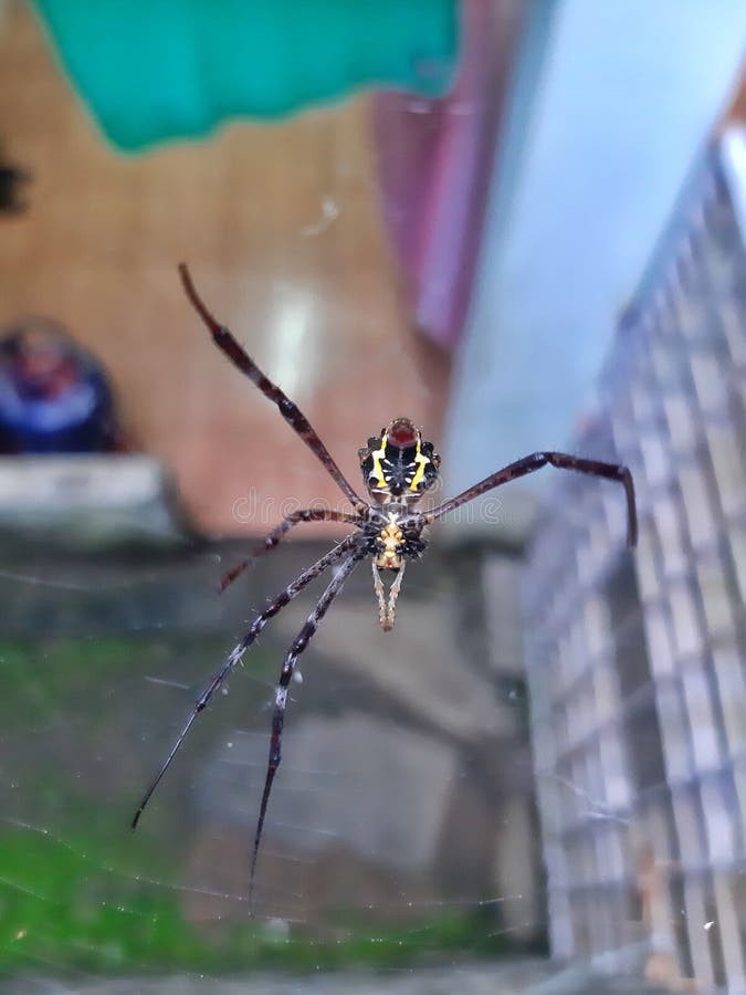 Five leg spider on web editorial stock photo. Image of spiderweb ...