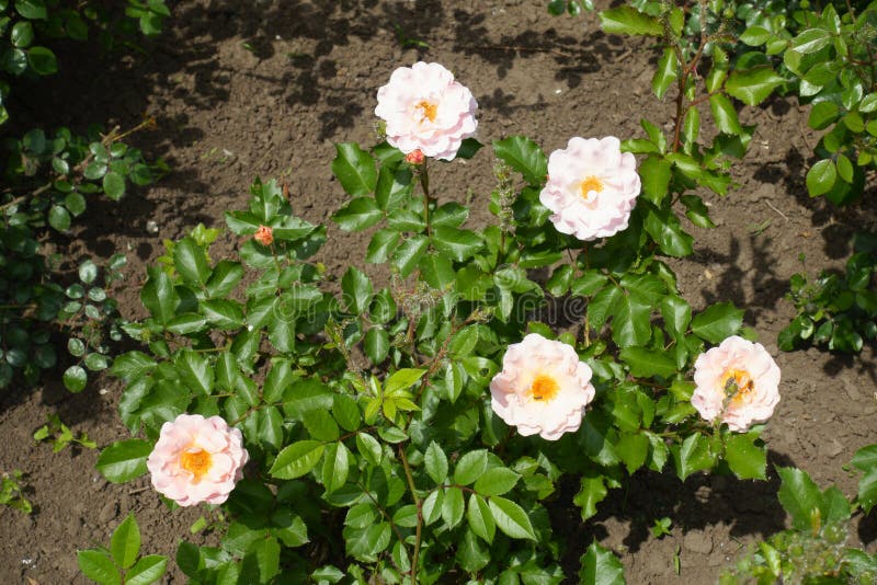 Five Light Pink Semi Double Flowers of Rose Stock Photo - Image of ...