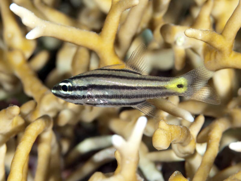 Five Lined Cardinalfish Stock Photos - Free & Royalty-Free Stock Photos ...