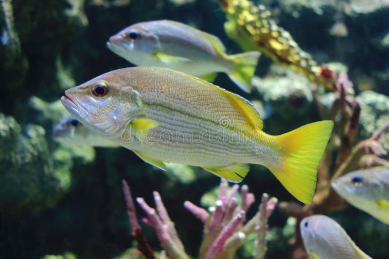 Five-lined snapper stock photo. Image of ocean, ffish - 68527262