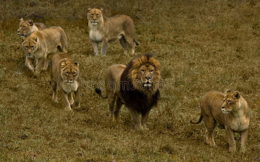 Five lioness and a lion. stock image. Image of predator - 613127