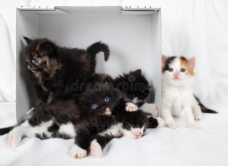 Five little kittens stock image. Image of friendship - 301036983