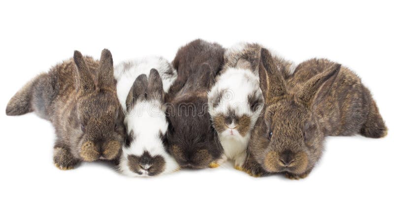 Group of rabbits in a row stock photo. Image of mammal - 17144278