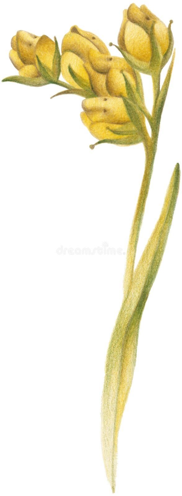 Little Smiling Buds Stock Illustrations – 8 Little Smiling Buds Stock ...