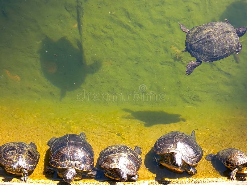 Five Little Turtles and One Missing Stock Image - Image of frog, reef ...