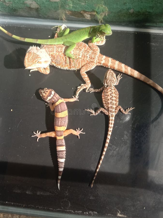 Five Lizards are Sunbathing Together Stock Image - Image of lizard ...