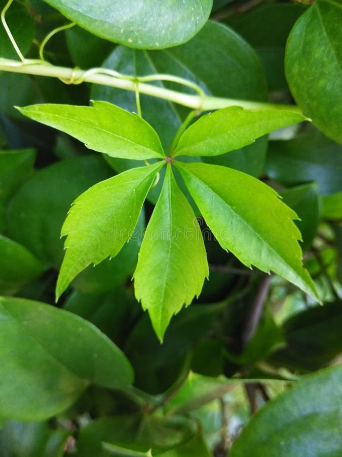 Leaf on a Tiny Vine stock image. Image of branches, leaf - 128472331