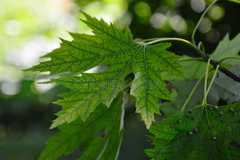 Five Lobed Palmately Veined Leaf of Silver Maple Tree, Also Called ...