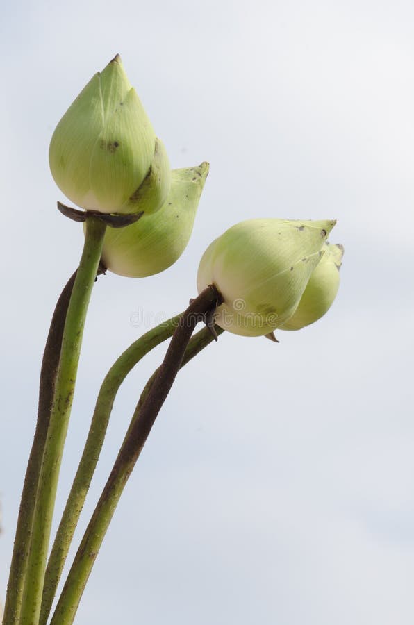 Five lotus. stock photo. Image of close, macro, bloom - 41048576
