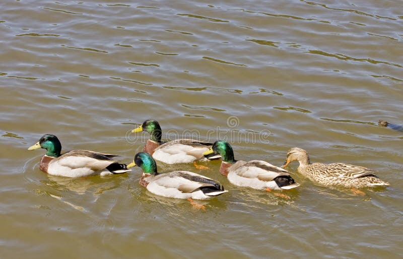 Ducks on Hefner Lake, Oklahoma City Stock Image - Image of dwellers ...