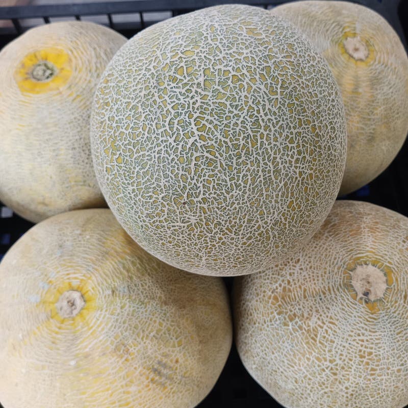 Five Medium Sized Melons Were Sold by a Fruit Trader Stock Photo ...