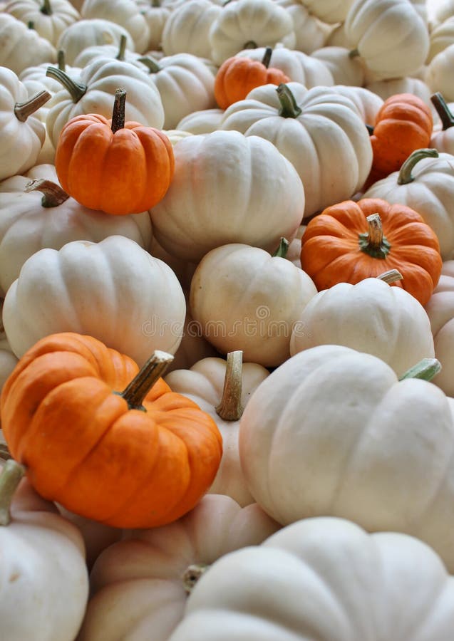 Collection of Small White Pumpkins with One Small Orange Pumpkin Stock ...