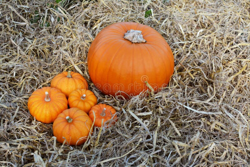 Five Mini Pumpkins with a Large Pumpkin at Thanksgiving Stock Photo ...