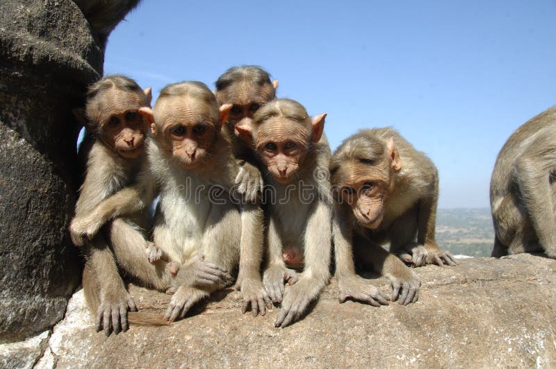 162 Five Monkeys Stock Photos - Free & Royalty-Free Stock Photos from ...