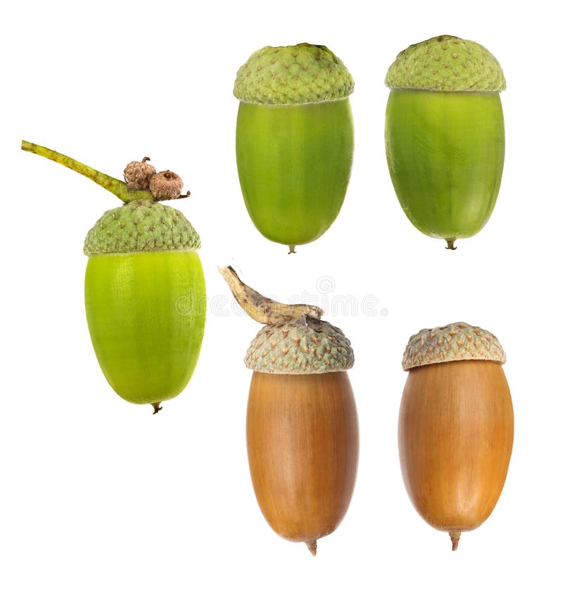 Five Oak Acorns Isolated on White Stock Image - Image of close, plants ...