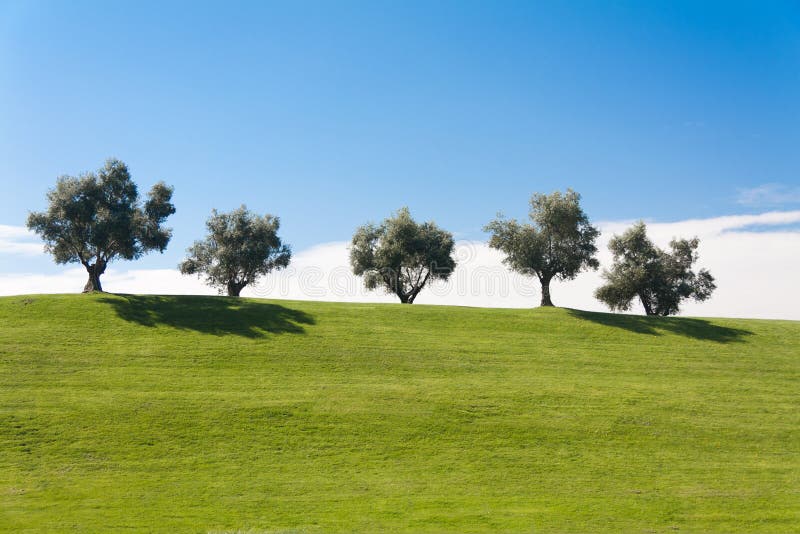 Five olives stock photo. Image of nature, lonely, blue - 23502332