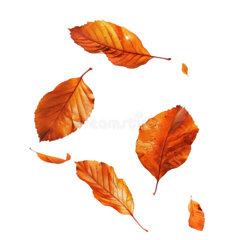 Five Orange Leaves Falling Against Stock Illustration - Illustration of ...