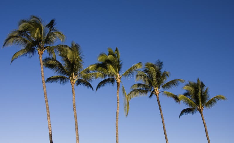 Five Palm Trees stock image. Image of fronds, vacation - 3721297