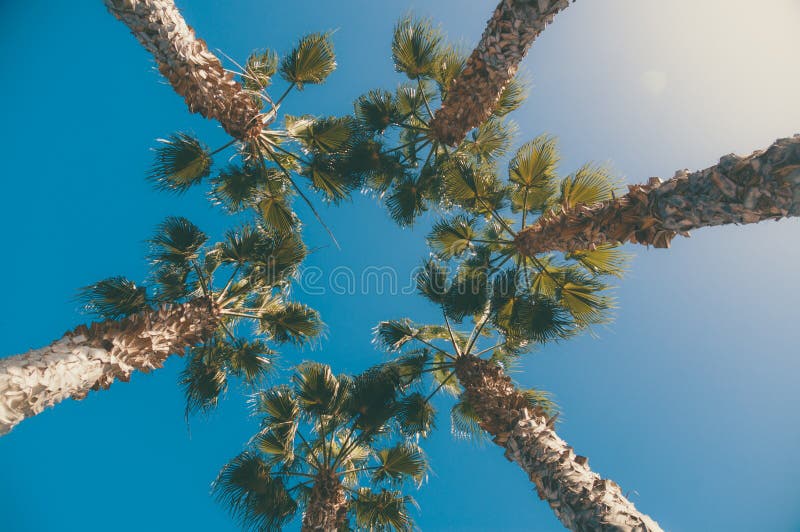 Five Palm Trees Against Blue Sky, View from Below Stock Image - Image ...