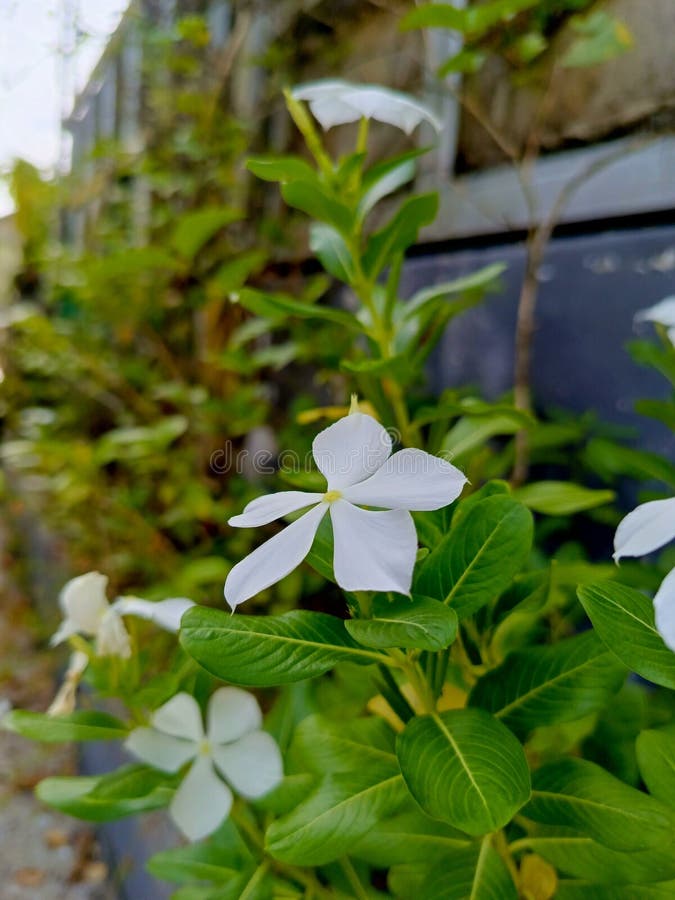 Five Petal White Flowers in Front of the House Garden Stock Image ...