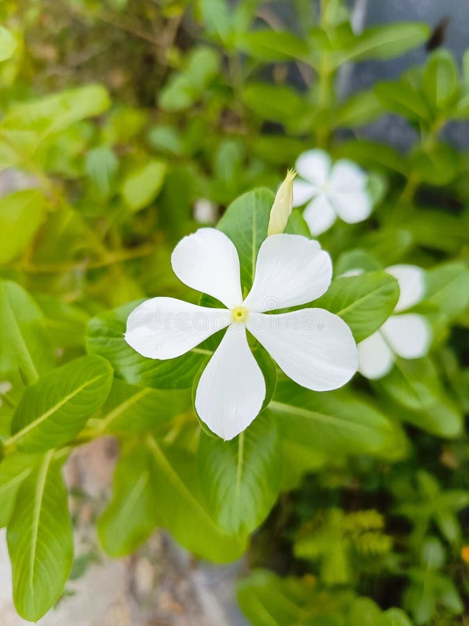 Five Petal White Flowers in Front of the House Garden Stock Image ...