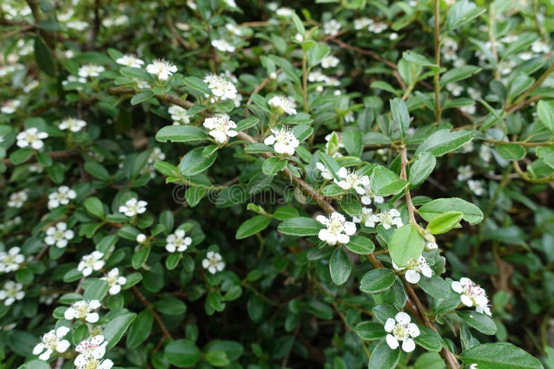 Five Petaled White Flowers of Rockspray Cotoneaster Stock Photo - Image ...
