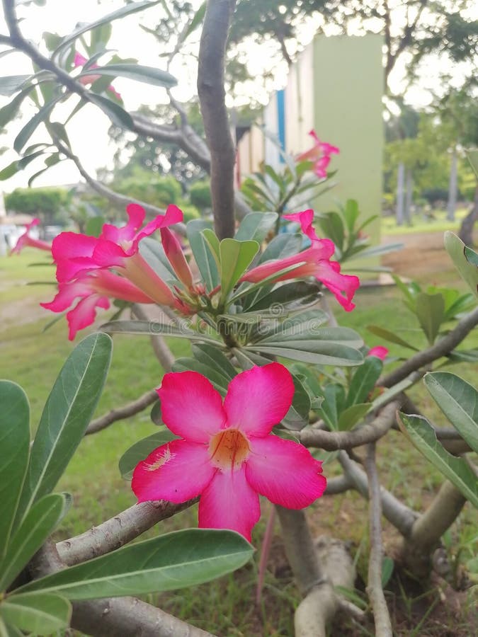 Five petalled-pink flower stock photo. Image of fruit - 286347474