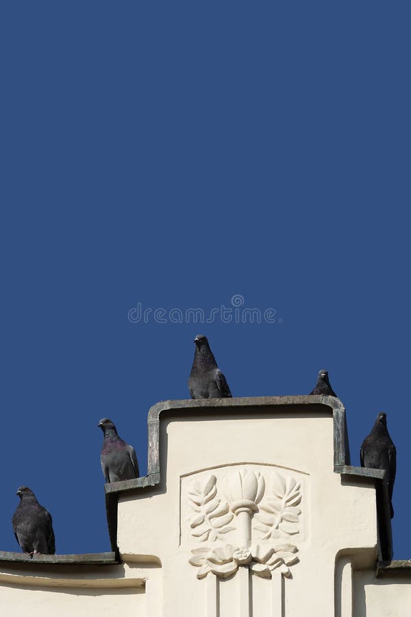 Five pigeons stock photo. Image of look, common, neck - 343794818