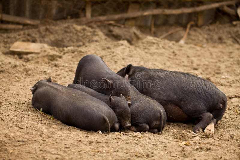 Family of pigs stock photo. Image of pork, animal, baby - 30144290