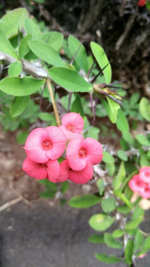 Five Pink Colour Flowers on Dark Stock Image - Image of pink, dark ...