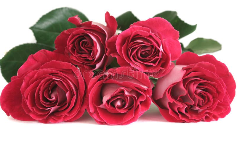 Five Pink Roses with Some Green Stock Photo - Image of woody, pink ...