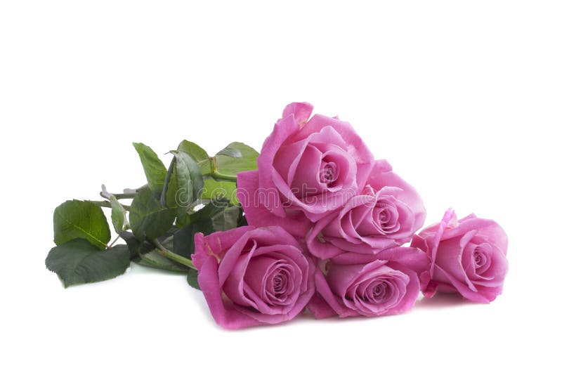 Five pink roses stock photo. Image of beautiful, five - 49848772