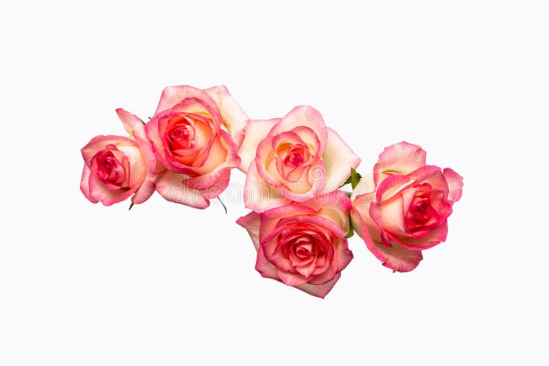 Five Pink Roses on a White Background, Beautiful Fresh Roses Stock ...