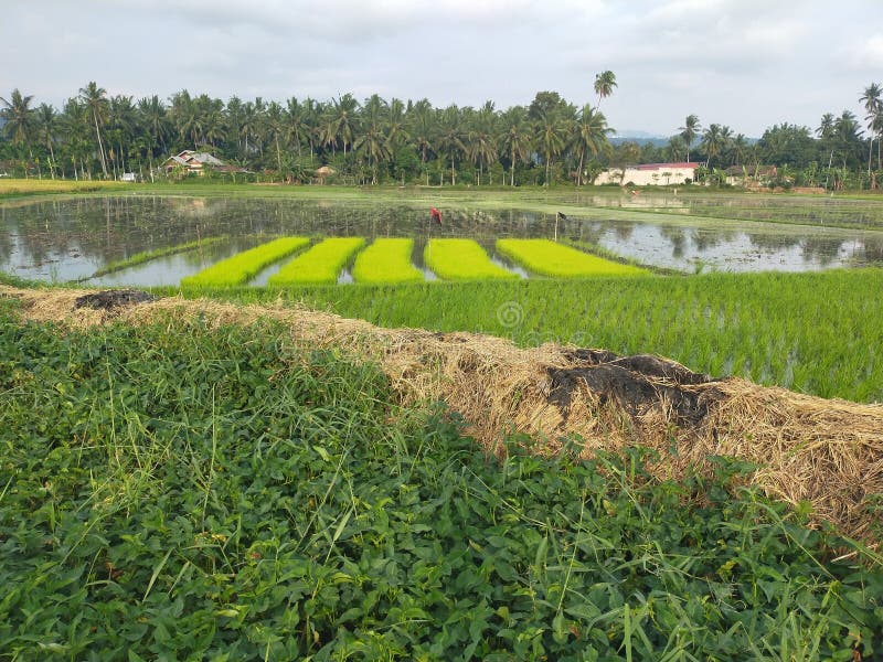 Five Plots of Rice Seeds Growing Well with Fertilizer Stock Photo ...