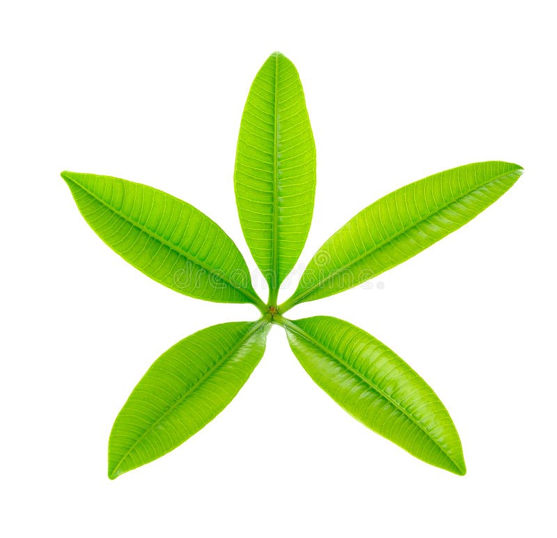 Green Leaf of Sakhalin Spindle Tree Isolated on White Stock Image ...