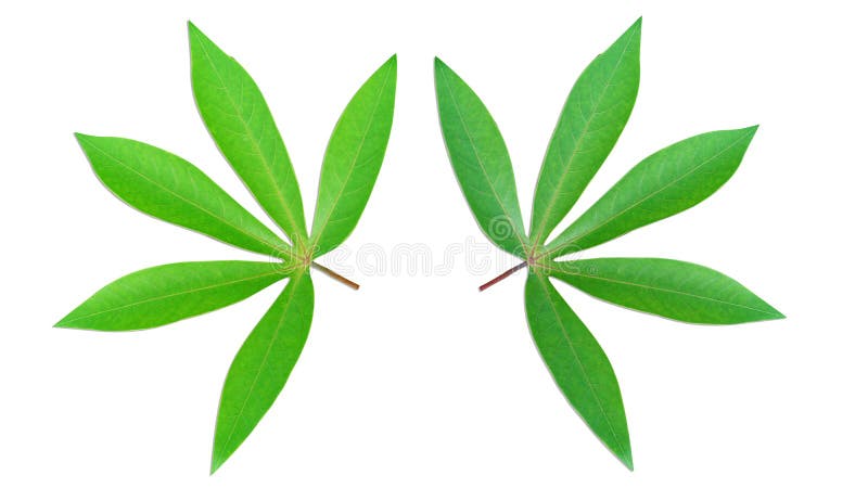 Five-pointed Leaves Isolated on Pink Background for Design Work or ...