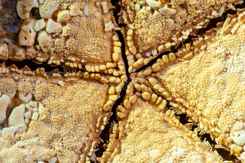 Five-pointed Star-shaped Bottom Side of a Starfish, Macro Shot Stock ...