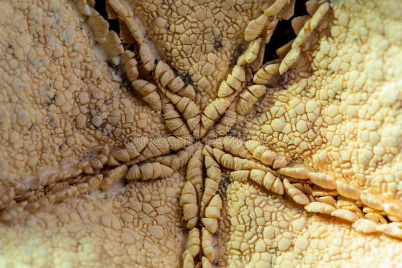 Five-pointed Star-shaped Bottom Side of a Starfish, Macro Shot Stock ...