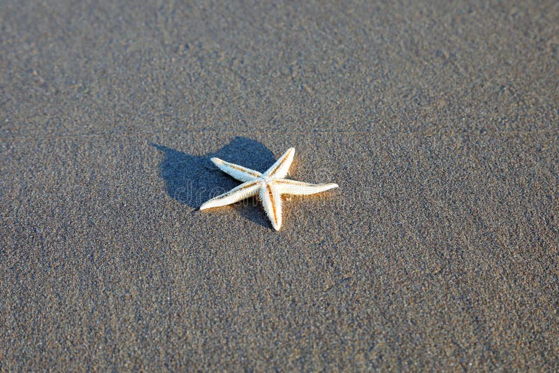 Red Starfish on the Seashore and the Sand and Foam of the Salt W Stock ...