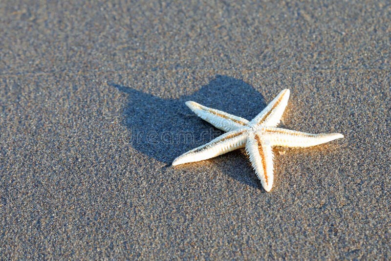 Five Pointed Starfish on the Sand of the Beach Stock Photo - Image of ...