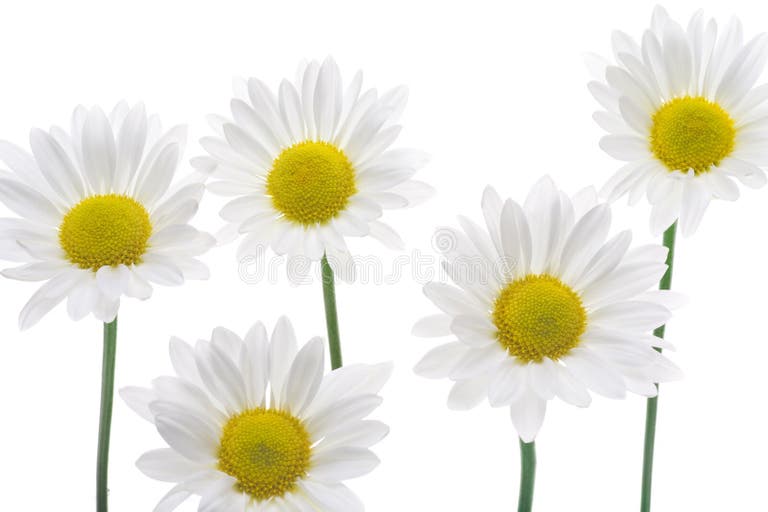 1,199 White Daises Background Stock Photos - Free & Royalty-Free Stock ...