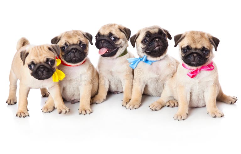 Five puppies of pug stock image. Image of isolated, breed - 15116171