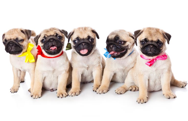 Five puppies of pug stock photo. Image of loyal, mammal - 15291514