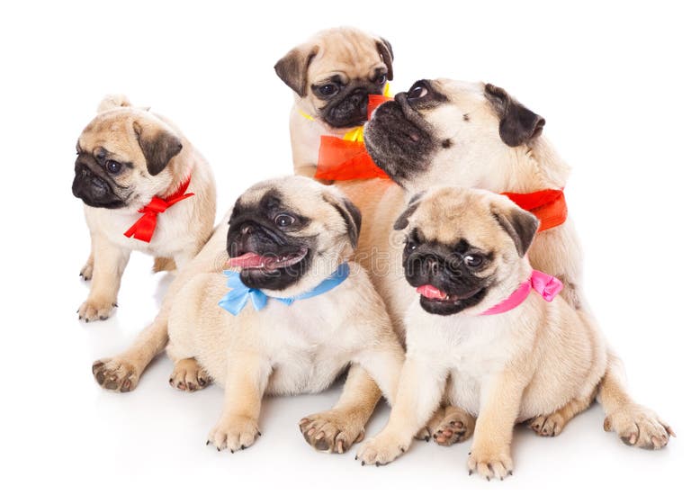 Five puppies of pug stock image. Image of white, looking - 15620957