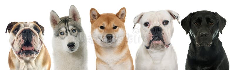 Five dogs stock image. Image of tervueren, shepherd, guard - 13627173