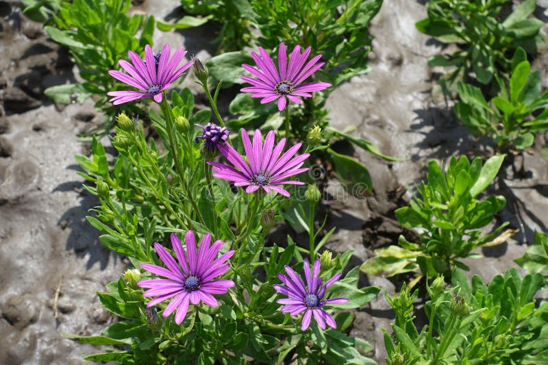 Five Purplish Pink Flowers of African Daisy Stock Image - Image of ...