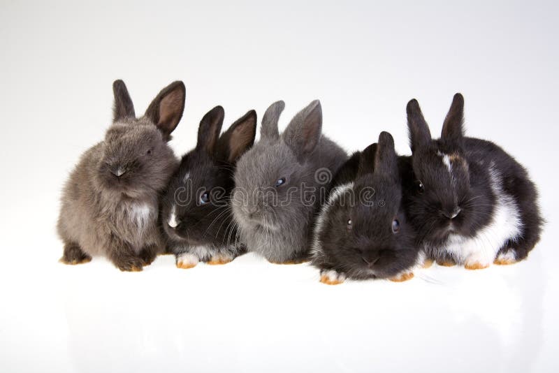 Five Rabbit Picture. Image: 3317187