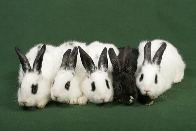 Five Rabbits Picture. Image: 4182685