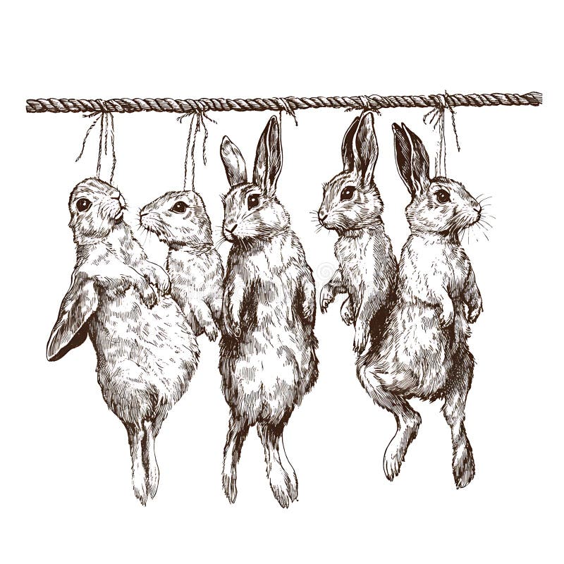 Five Rabbits Hanging from Rope Stock Illustration - Illustration of ...