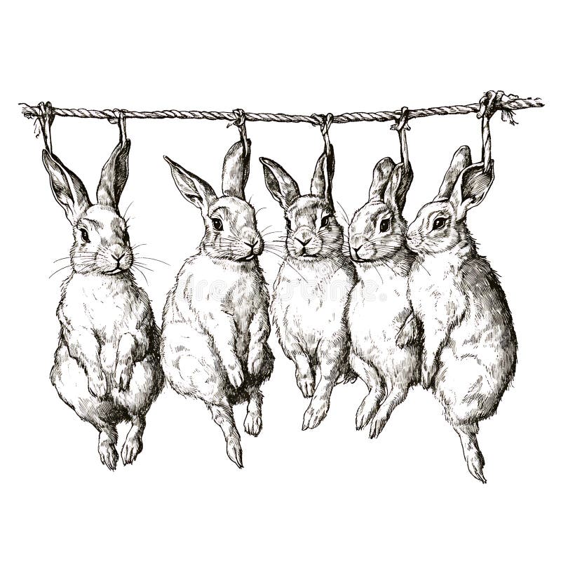 Five Rabbits Hanging on a Rope, Monochrome Sketch Stock Illustration ...